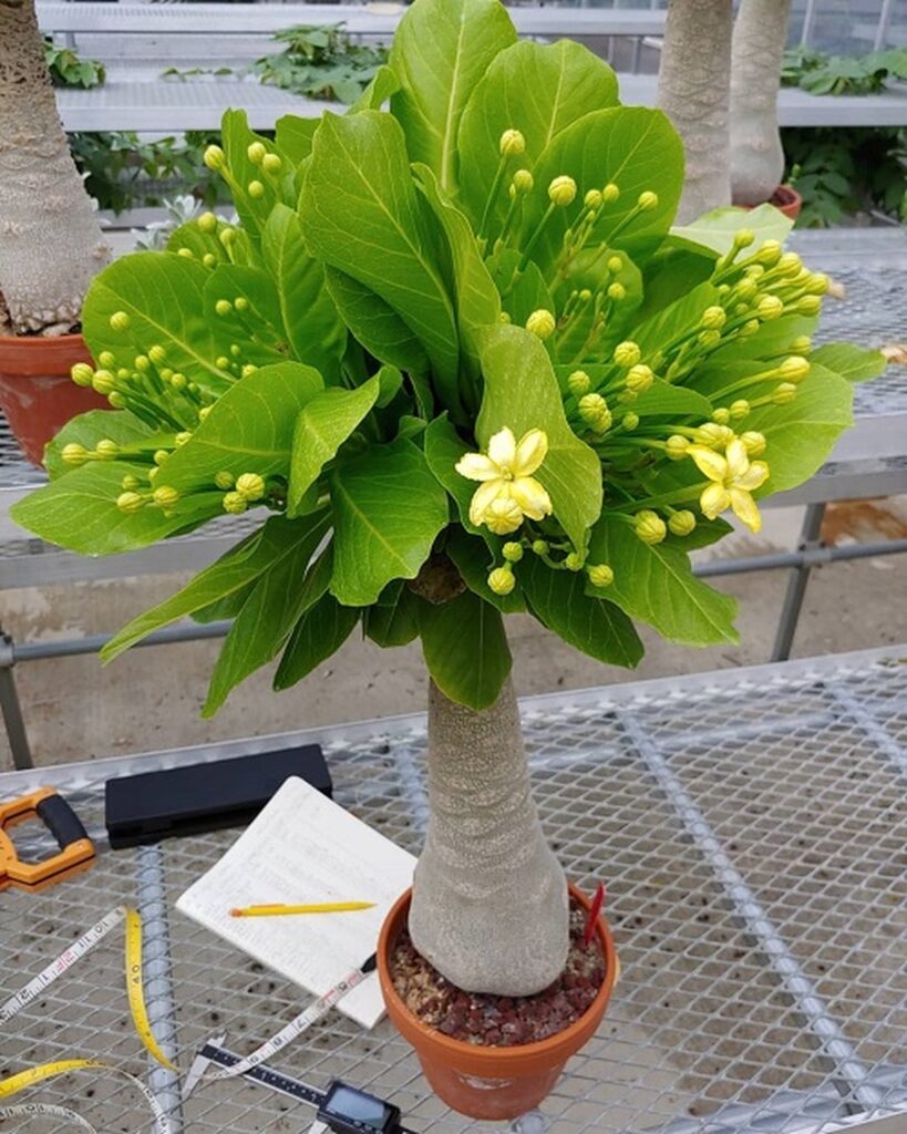 42 White Hawaiian Flowers That Take Your Breath Away