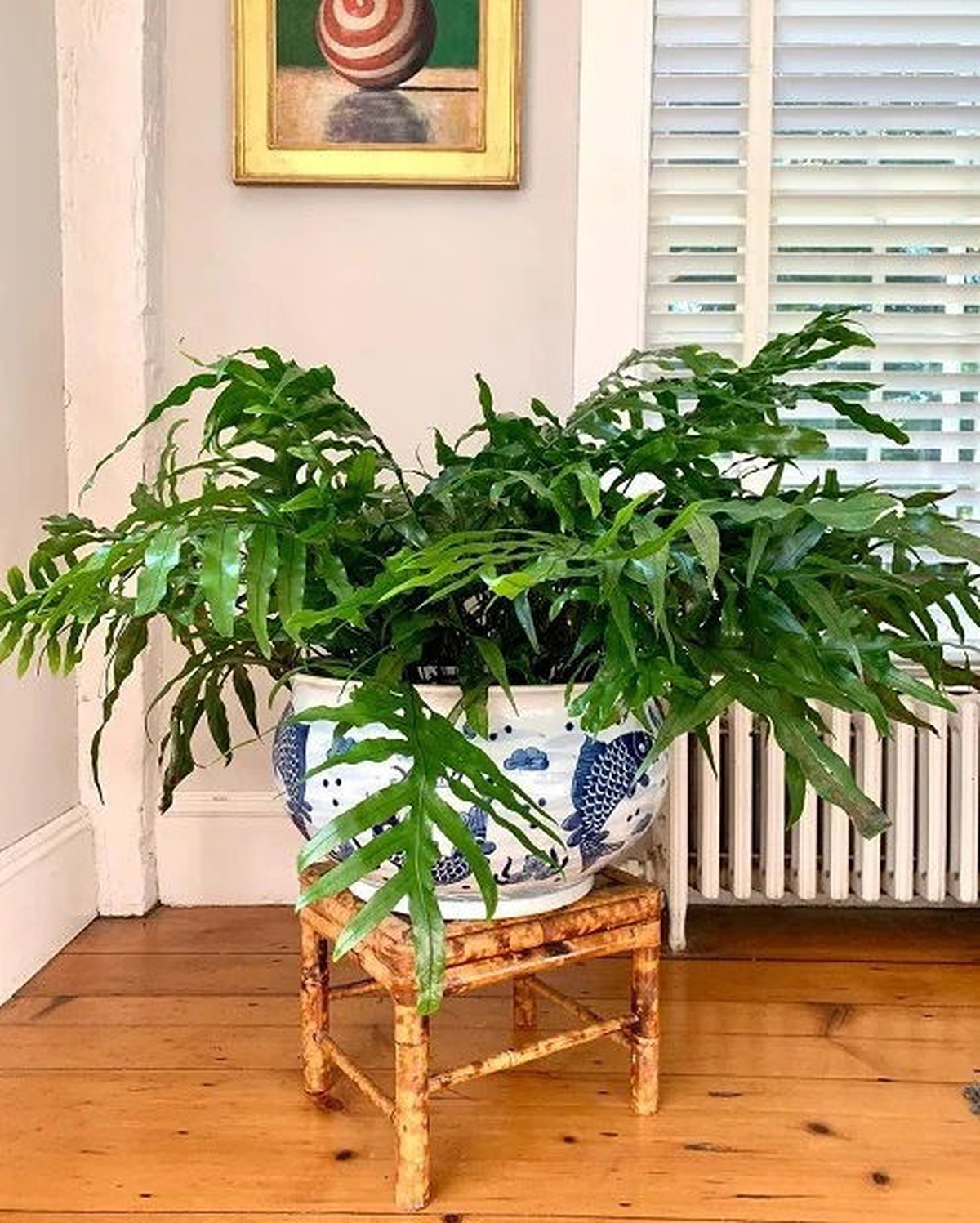 6 Beautiful Full Sun Ferns for the Garden That Thrive Easily