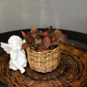 24 Stunning Fittonias to Brighten Your Home - Nerve Plant Varieties
