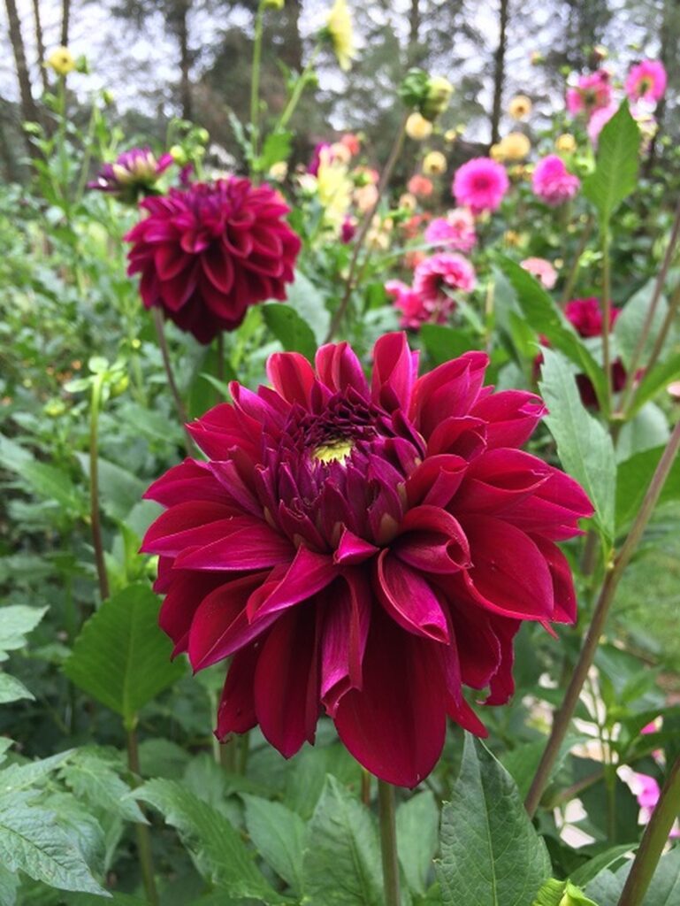 20 Enchanting Maroon Flowers That Beautify Any Garden