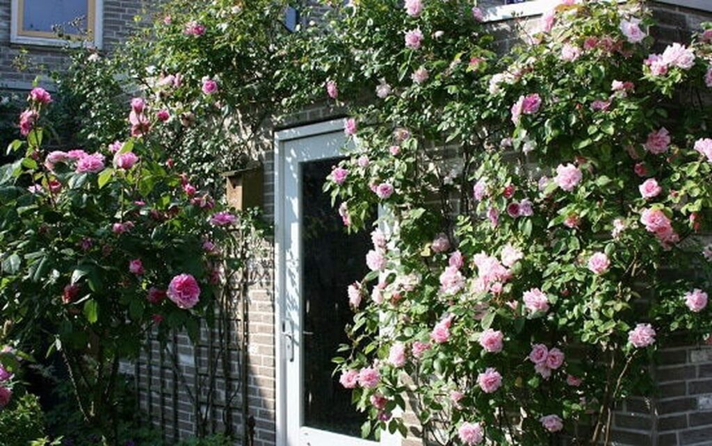 21 Beautiful Thornless Roses That Bring Joy Without Pain