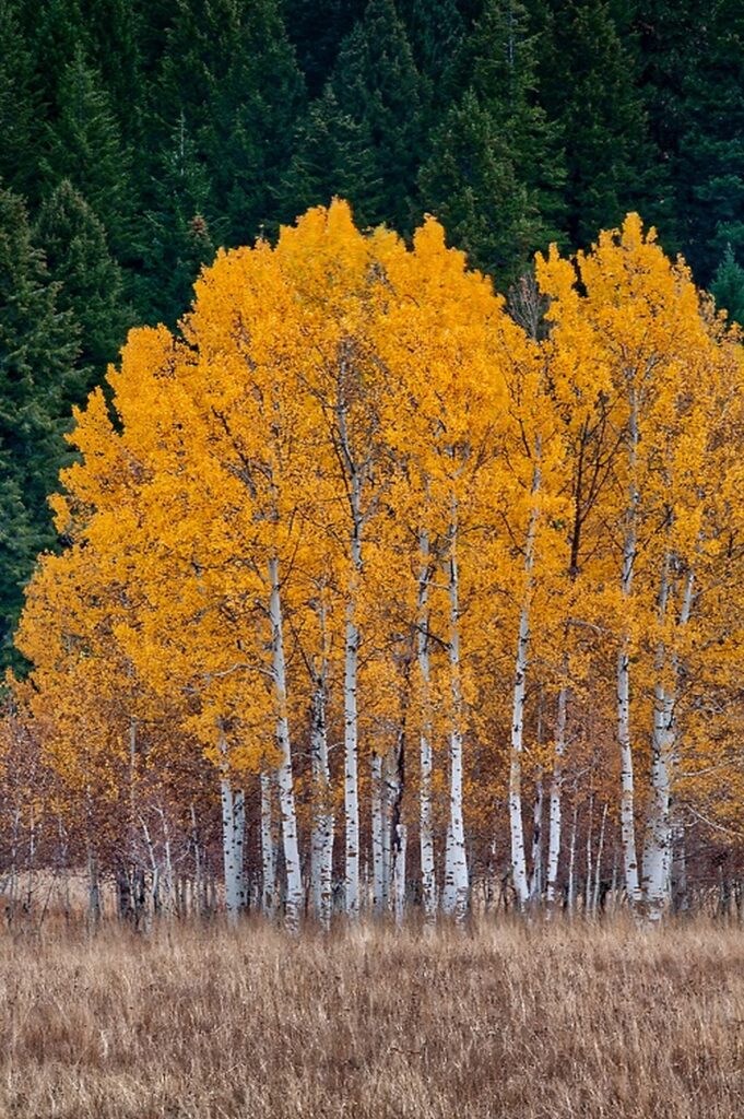 16 Amazing Trees That Start With A: Nature's Hidden Gems