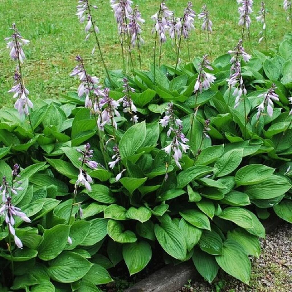 25 Stunning Purple Hostas To Brighten Your Garden Space