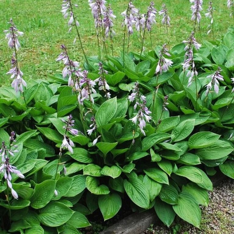 25 Stunning Purple Hostas To Brighten Your Garden Space
