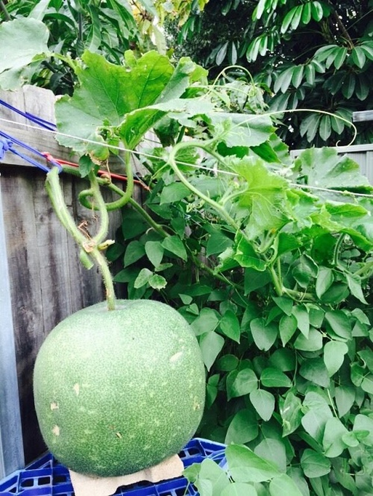 13 Delicious Round Green Vegetables for Pot Growing