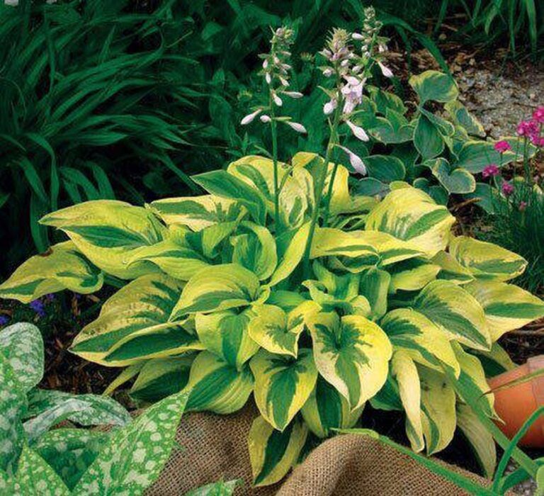 59 Stunning Types of Hostas: Discover These Beautiful Varieties