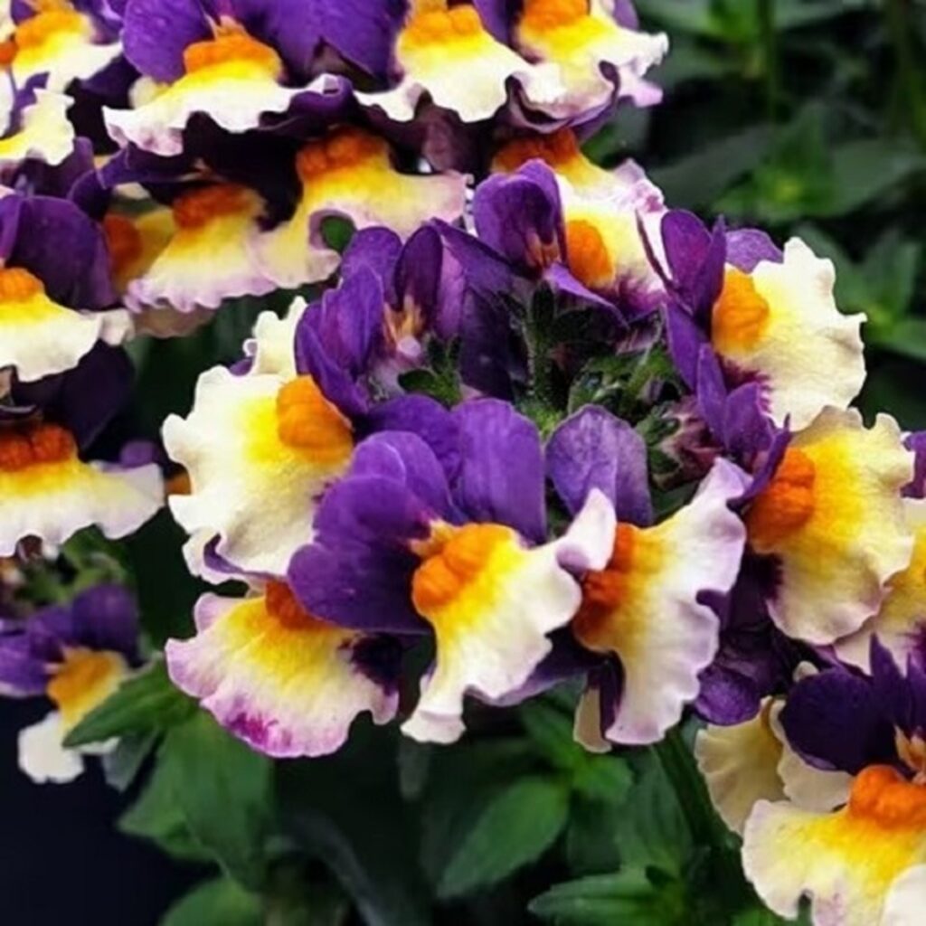 7 Stunning Blue and Orange Flowers to Brighten Your Garden