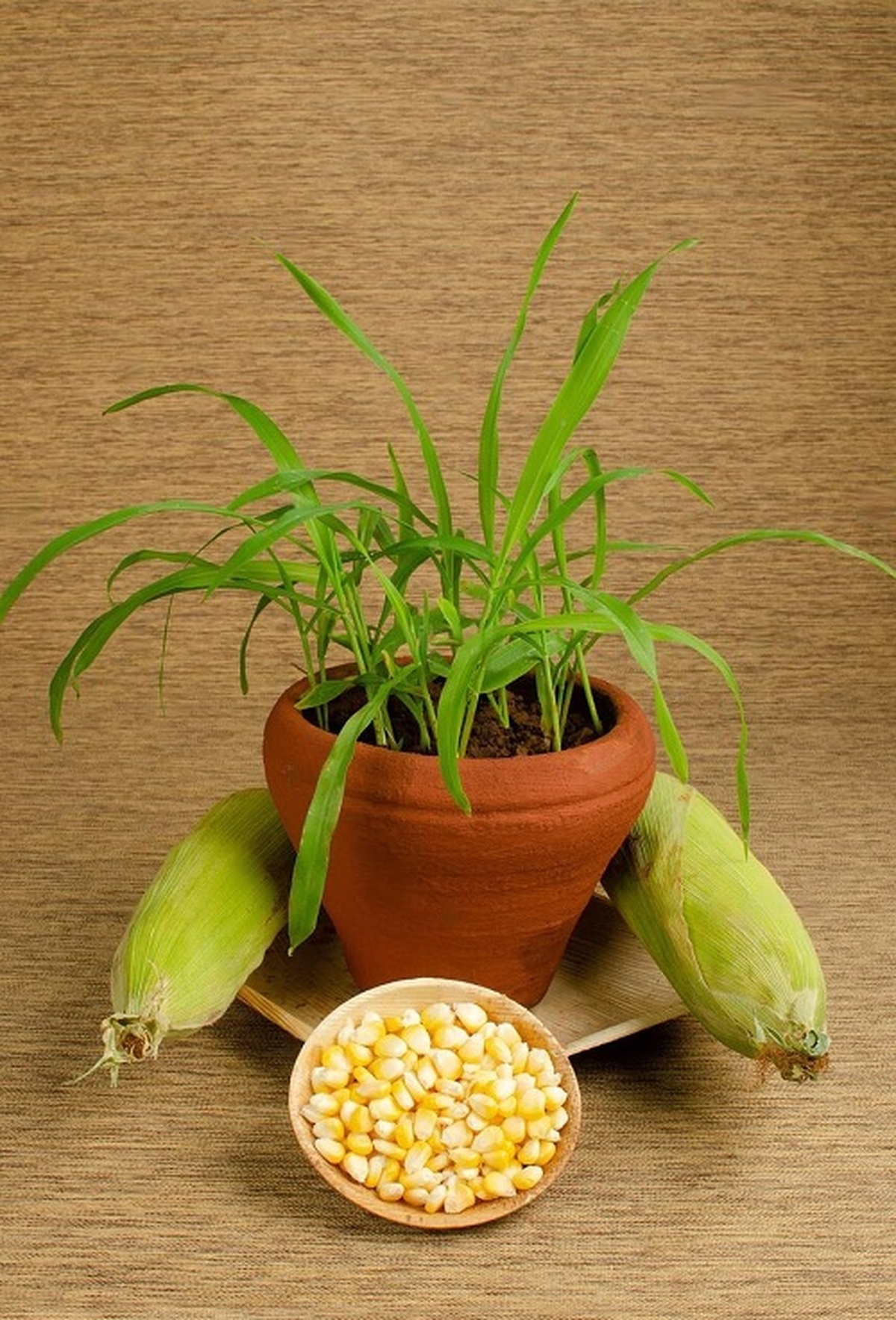 Easy Container Corn Growing Tips for Home Gardeners