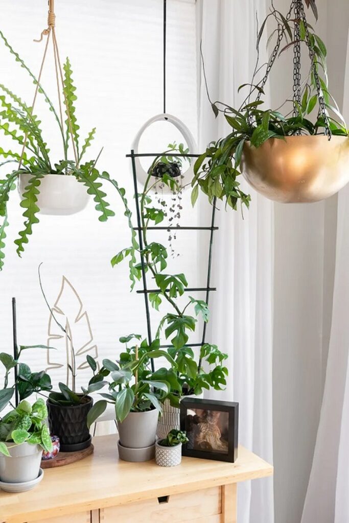 18 Creative Indoor Plant Stake Ideas for Happy Houseplants
