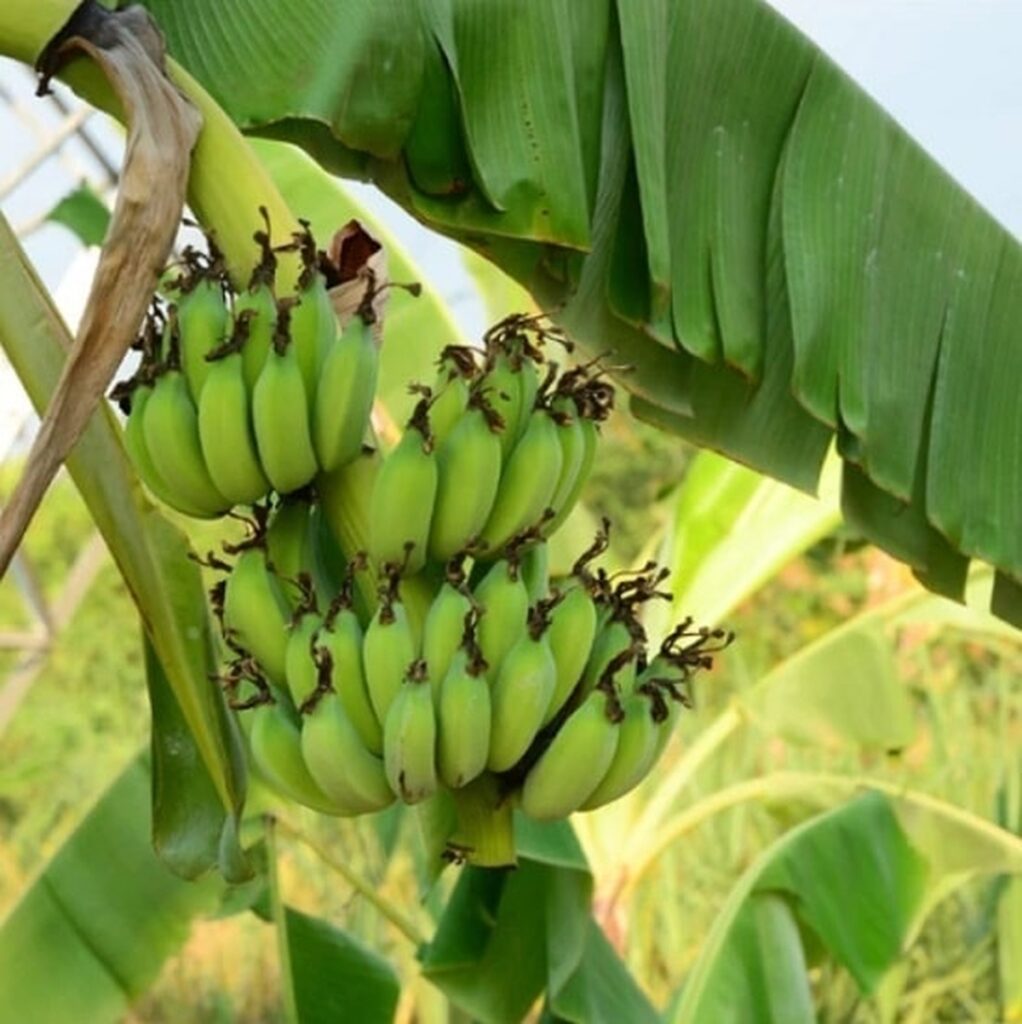 17 Amazing Banana Types to Discover: Different Varieties Await!