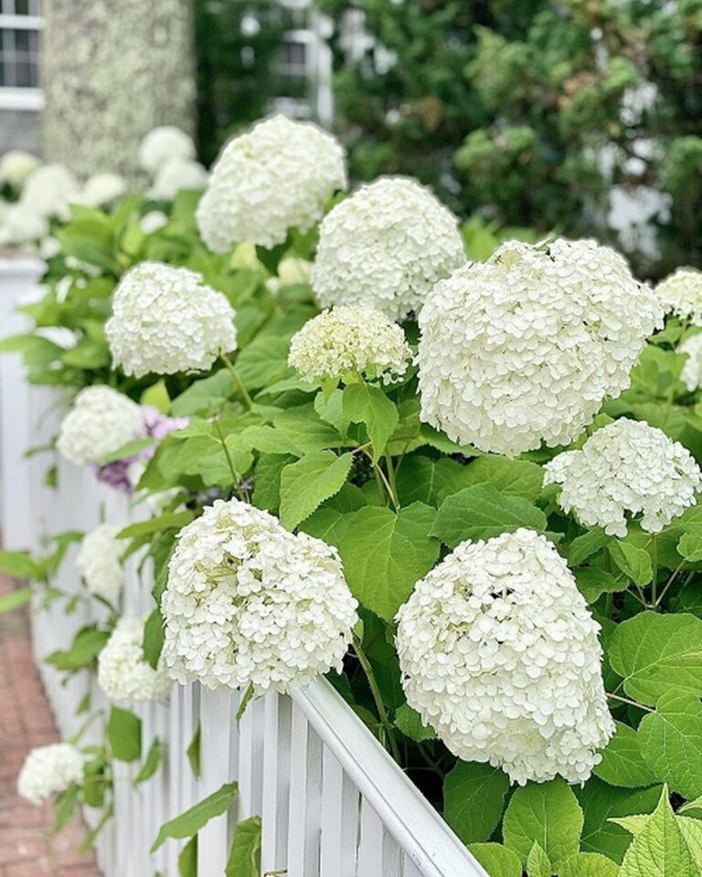 25 Beautiful Annabelle Flowers Ideas for Your Garden Paradise