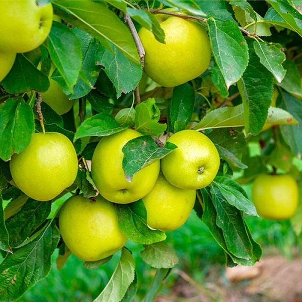 31 Delicious Green Apple Varieties to Taste This Season