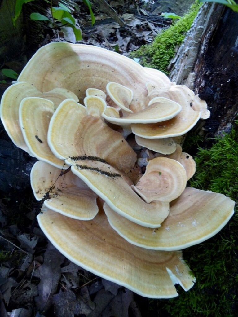 22 Delicious Edible Mushrooms that Grow on Trees to Try Today