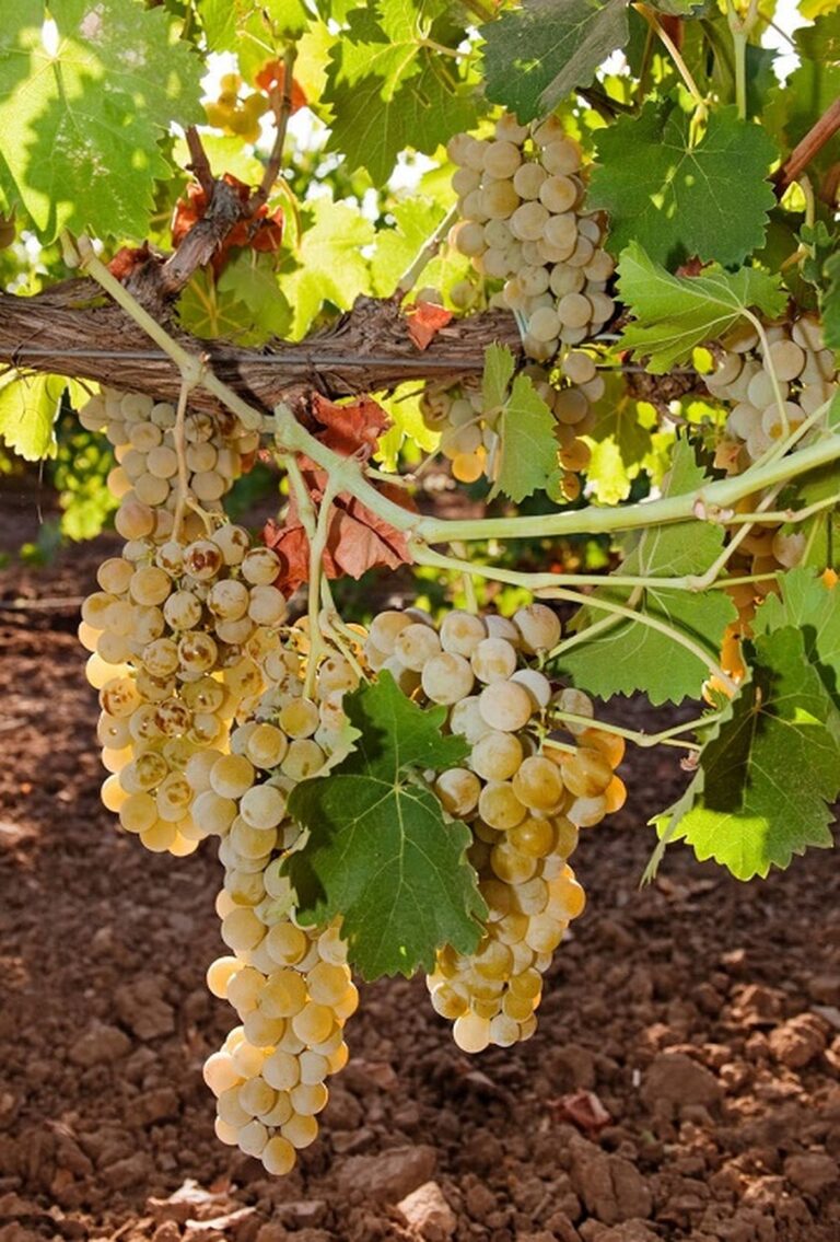 24 Delicious Edible Vines for Container and Garden Growing