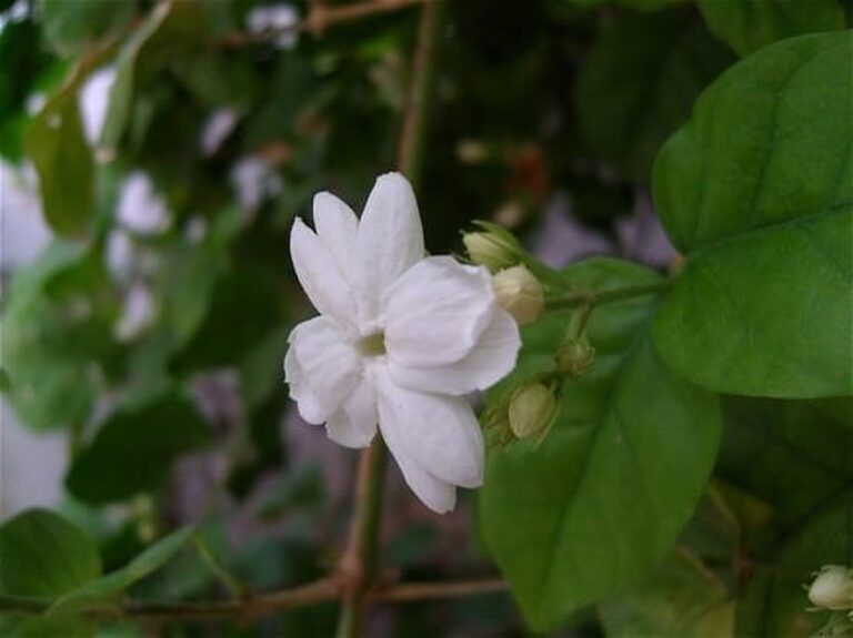 11 Charming Flowers That Smell Like Vanilla For Sweet Gardens