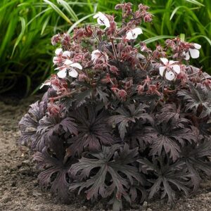 13 Enchanting Black Foliage Vines for Any Garden