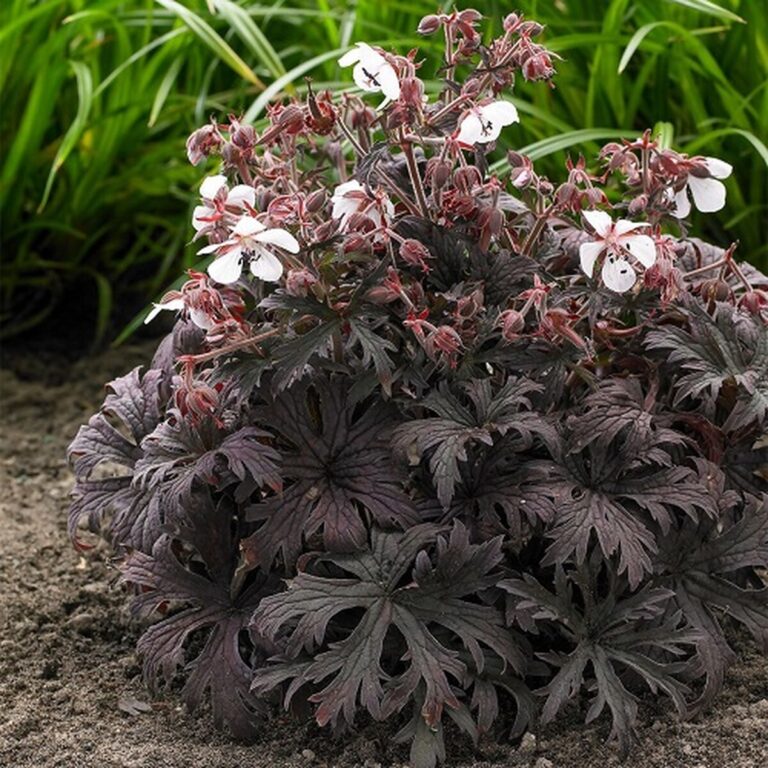 13 Enchanting Black Foliage Vines for Any Garden