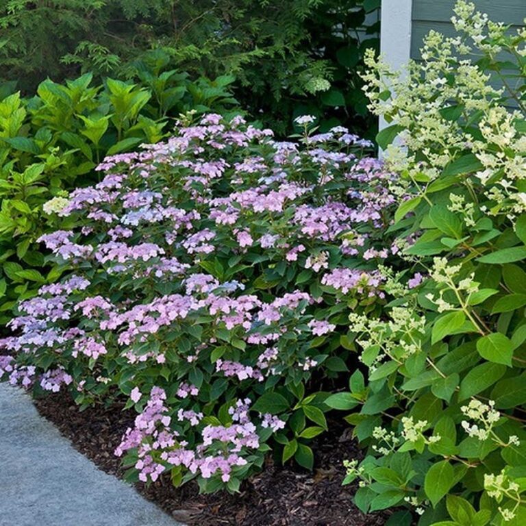 17 Stunning Types of Purple Hydrangea Varieties for Your Garden