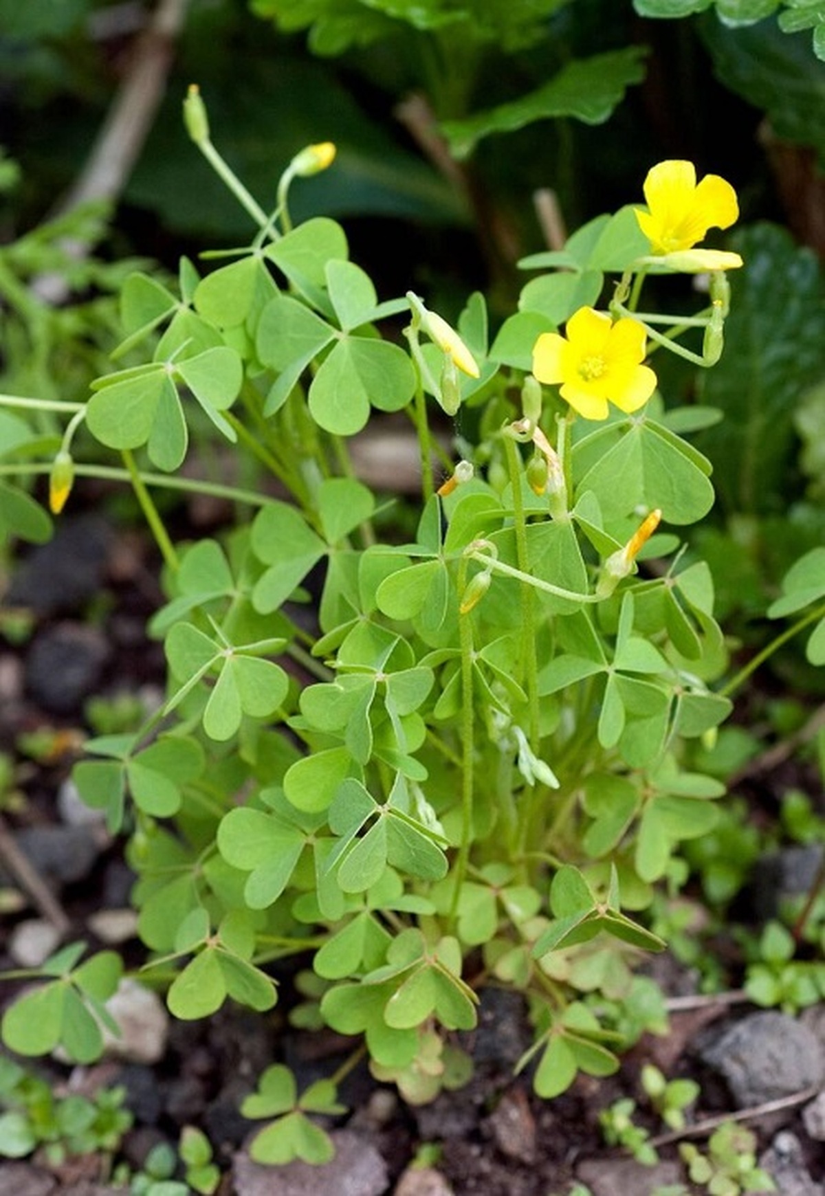 6 Sneaky Invasive Weeds That Shoot Seeds When Touched