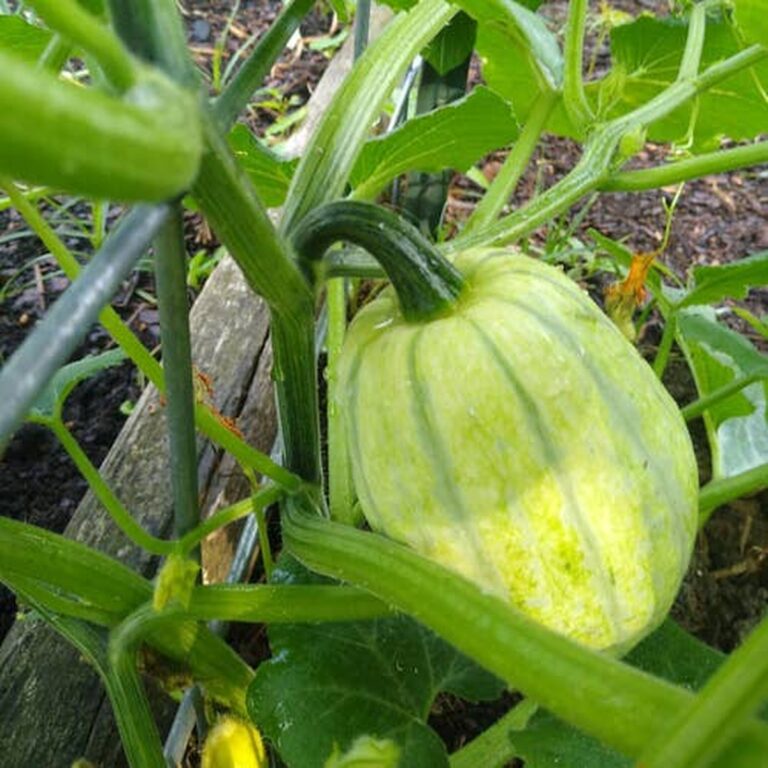 38 Delicious Types of Squash: Best Varieties for Your Garden