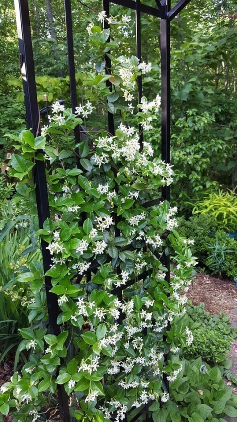 21 Stunning Fast Growing Creepers and Vines for Your Garden