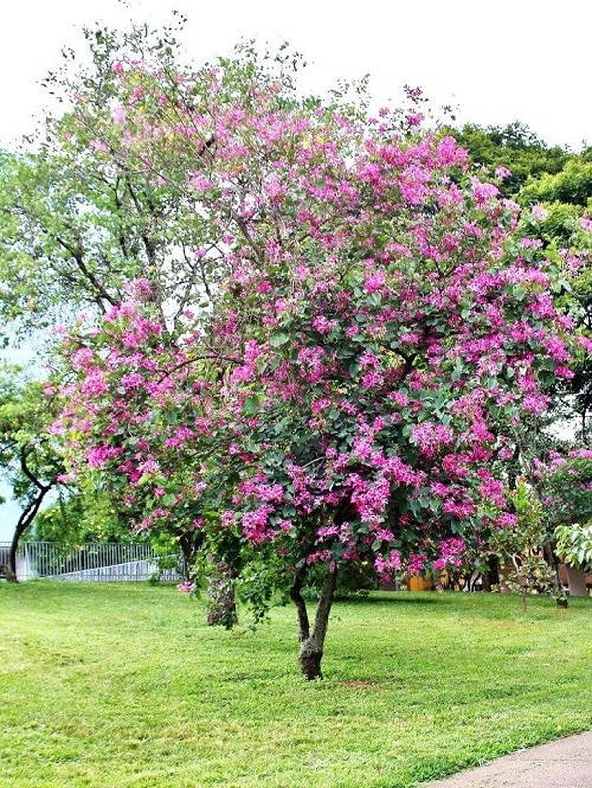8 Stunning Purple Flower Trees to Brighten Your Texas Garden