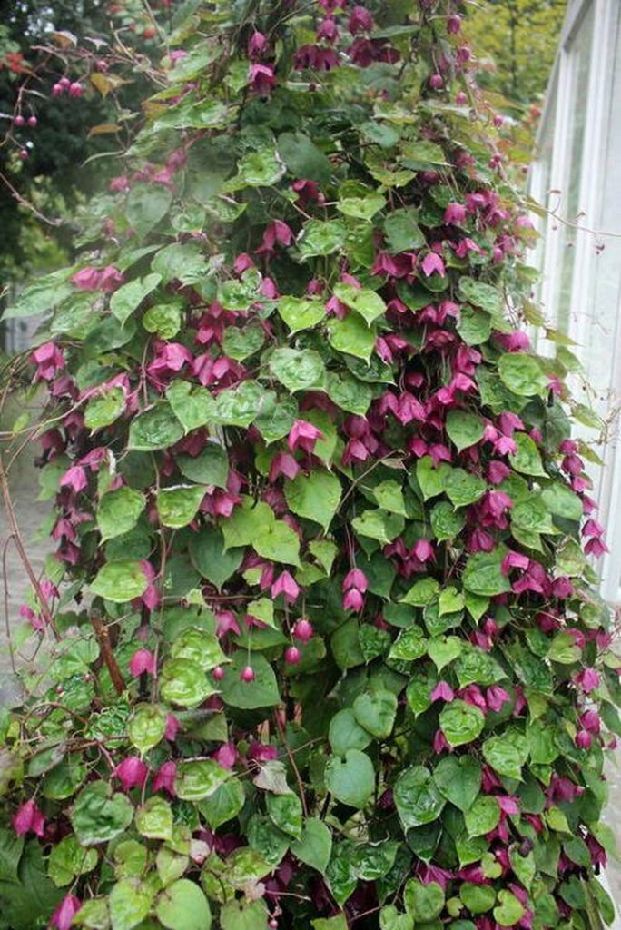 17 Charming Vines with Purple Flowers & Purple Flowering Climbers