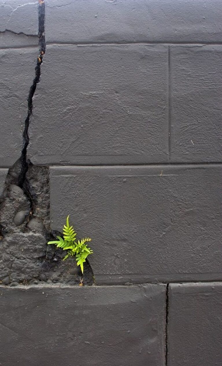17 Jaw-Dropping Plants Growing Out Of Strange Places