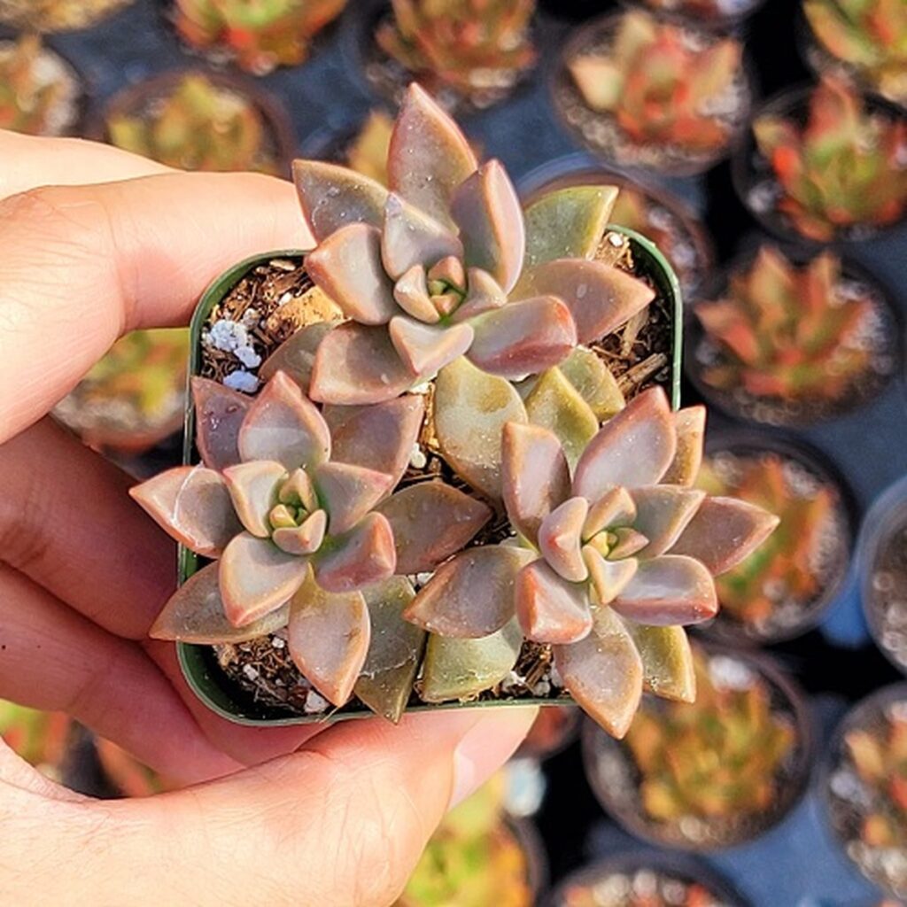 8 Fascinating Graptosedum Varieties for Your Succulent Garden