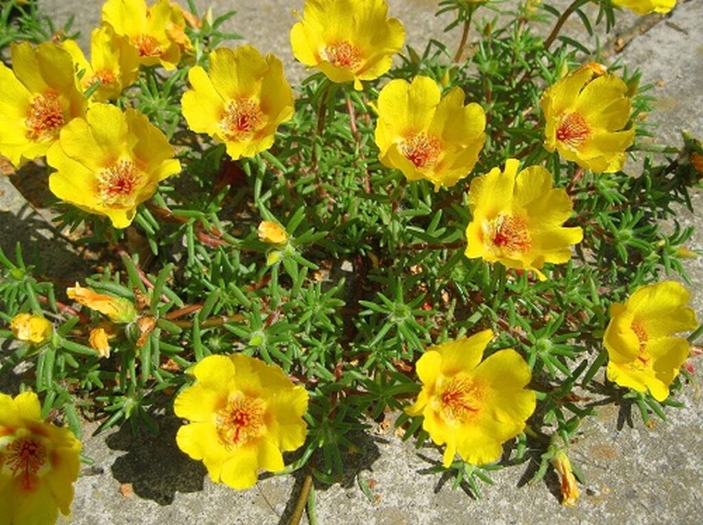 29 Stunning Portulaca Varieties That Brighten Every Garden