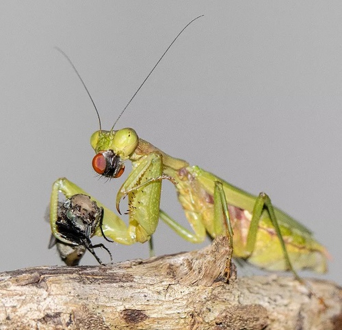 Fascinating Praying Mantis Facts & Their Surprising Diet