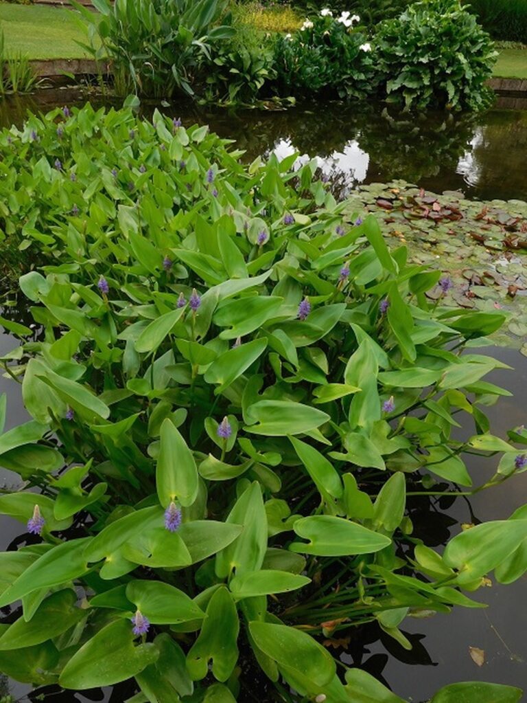 16 Eye-Catching Swamp Flowers That Thrive in Bogs and Marshes