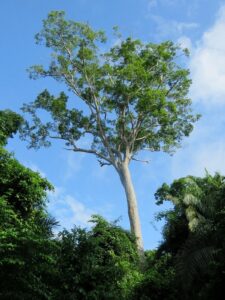40 Enchanting Trees that Start With T to Explore
