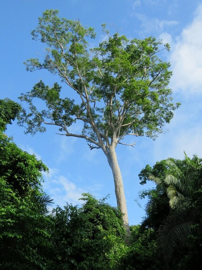 40 Enchanting Trees that Start With T to Explore