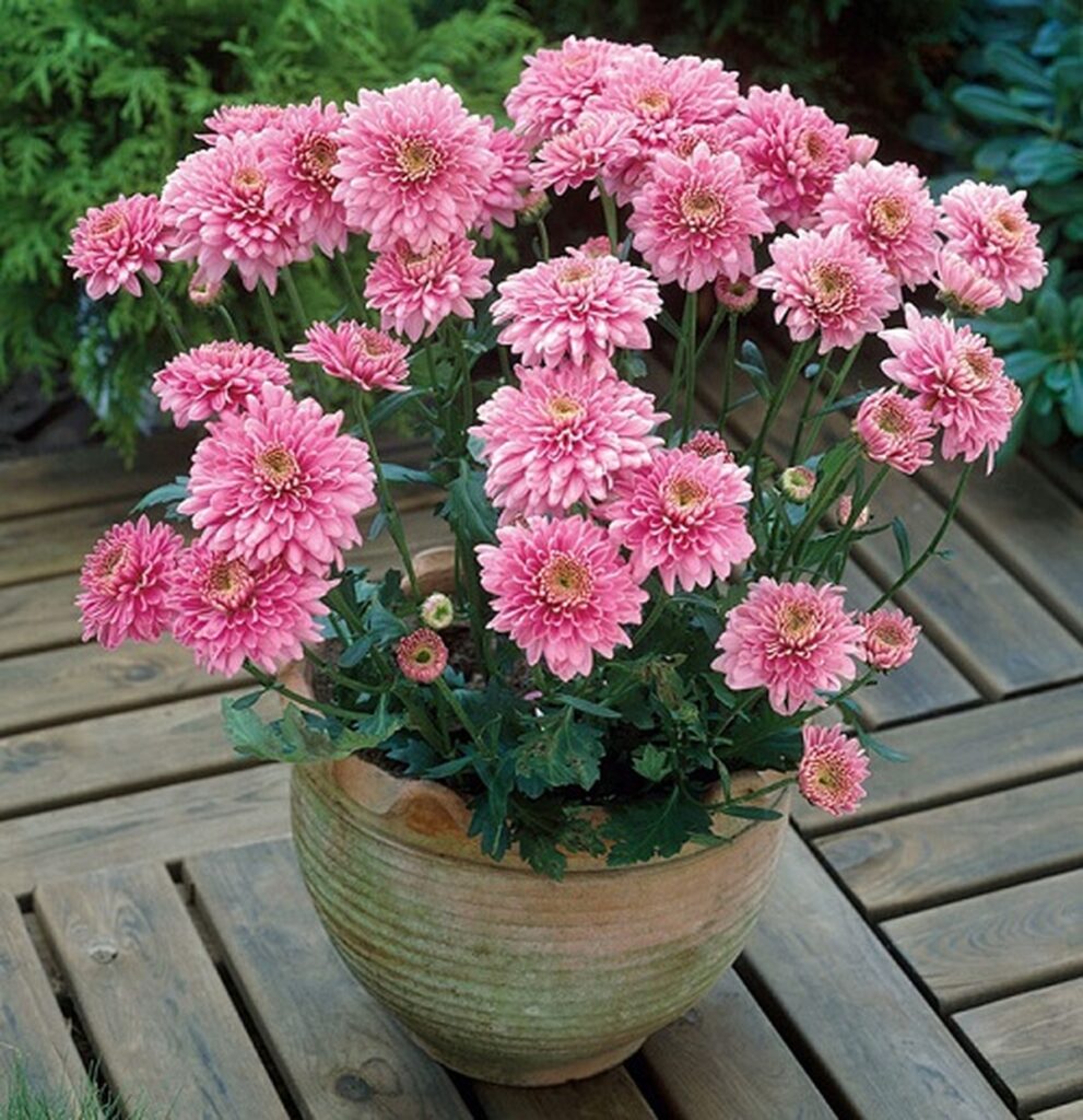 18 Enchanting Asian Flowers That Transform Any Garden