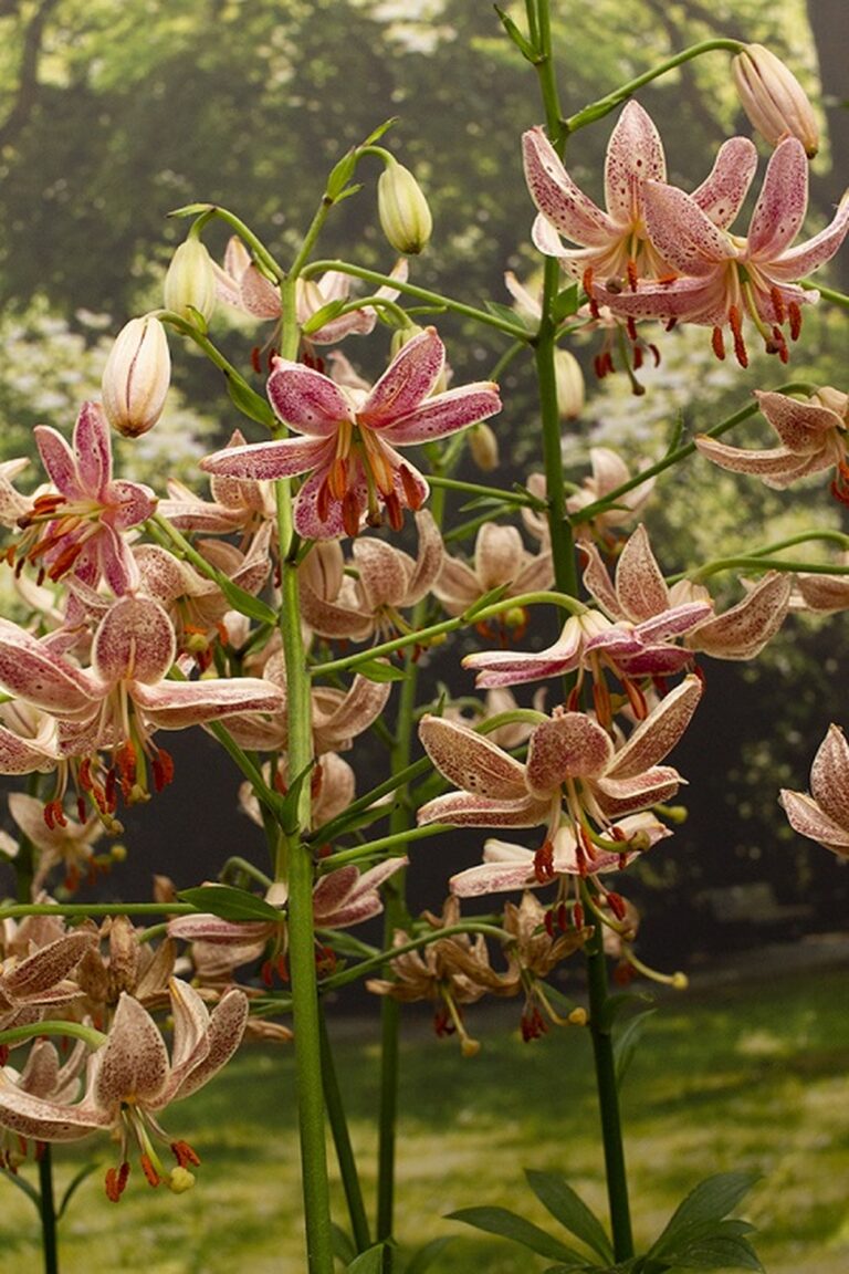 20 Stunning Pink Lily Varieties That Brighten Any Garden
