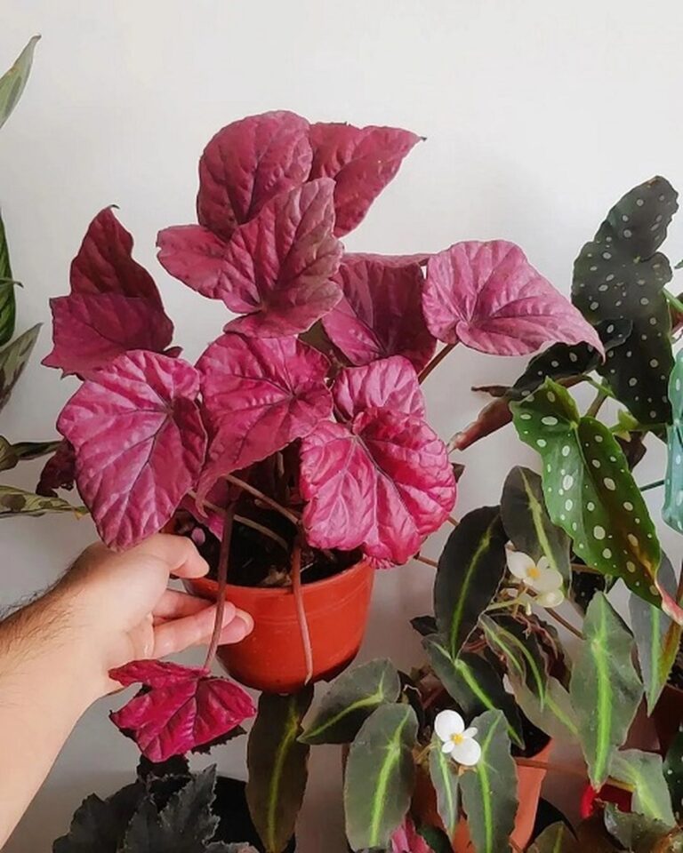 24 Enchanting Pink Tropical Plants For Garden Paradise