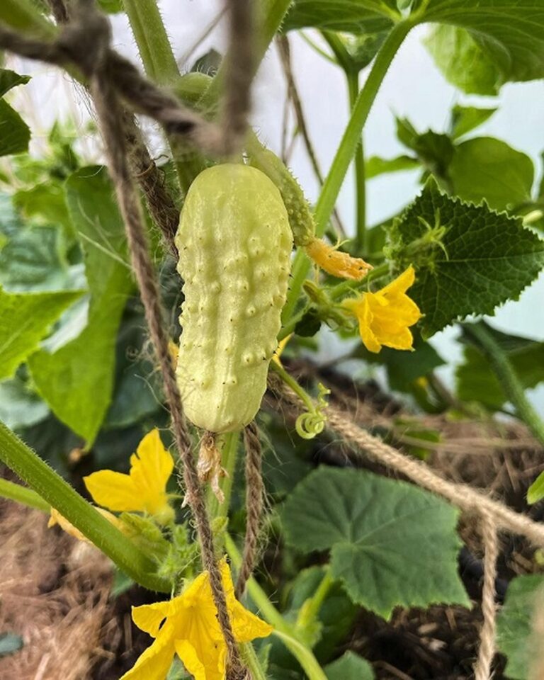 20 Delightful Mini Cucumber Varieties for Your Garden Delight