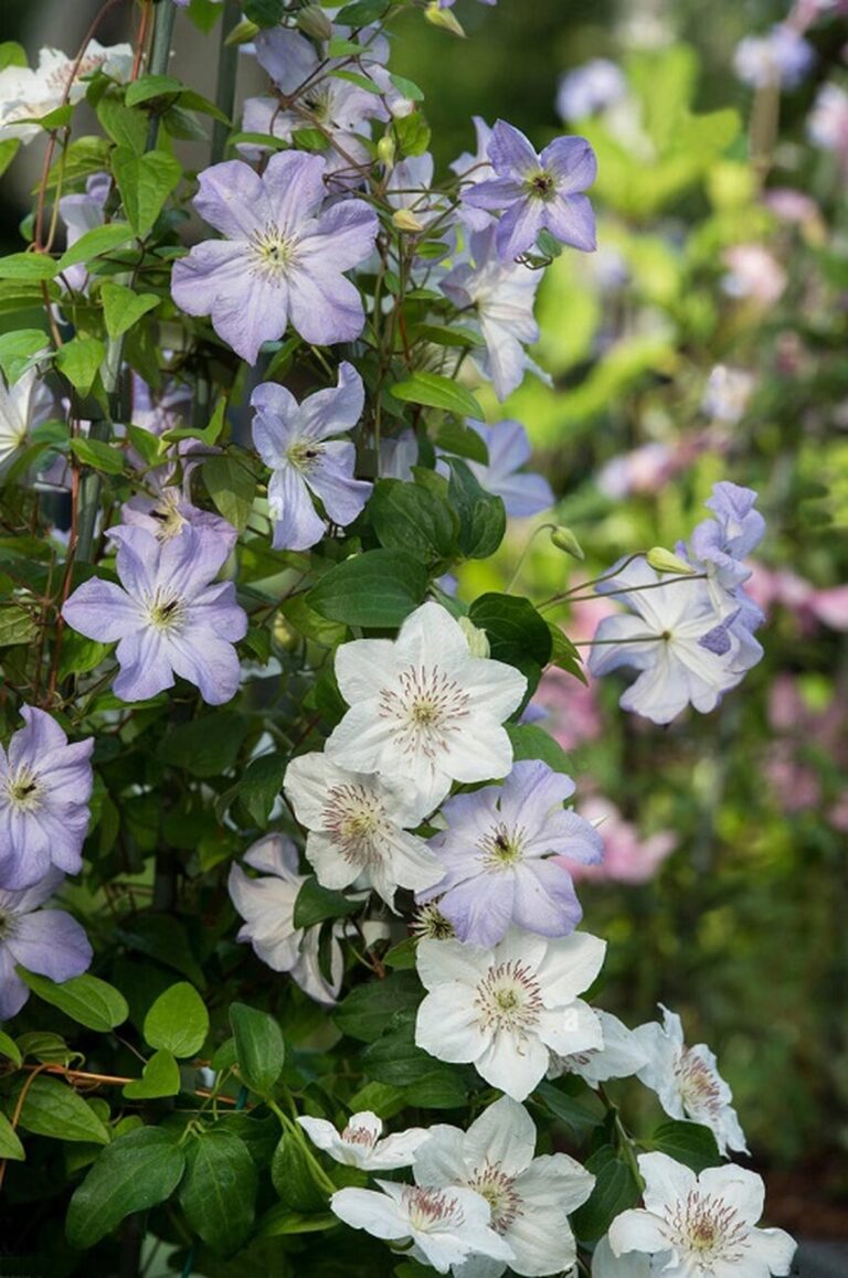 20 Stunning Clematis With Blue Flowers That Brighten Gardens
