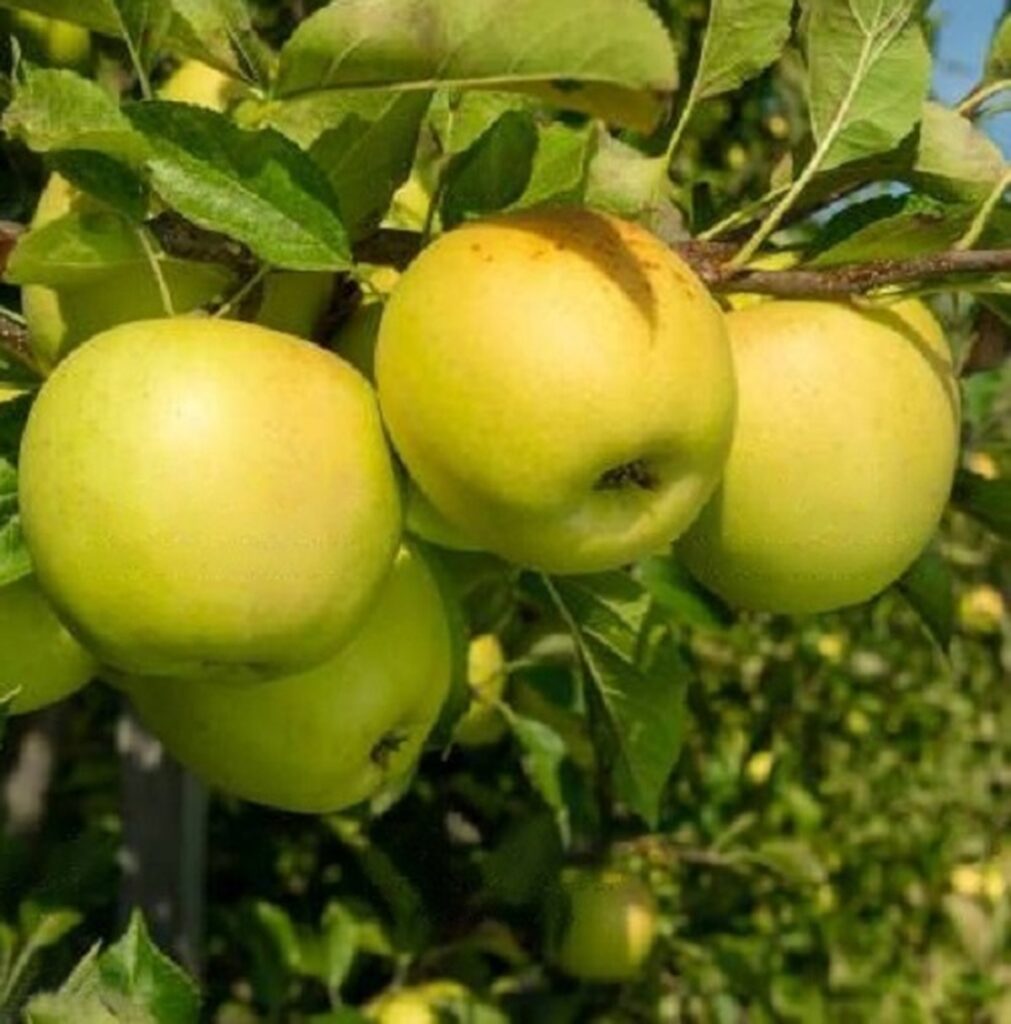 27 Delicious Yellow Apple Varieties Perfect For Your Garden