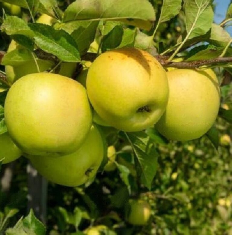 27 Delicious Yellow Apple Varieties Perfect For Your Garden