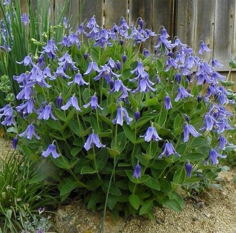 20 Stunning Clematis With Blue Flowers That Brighten Gardens