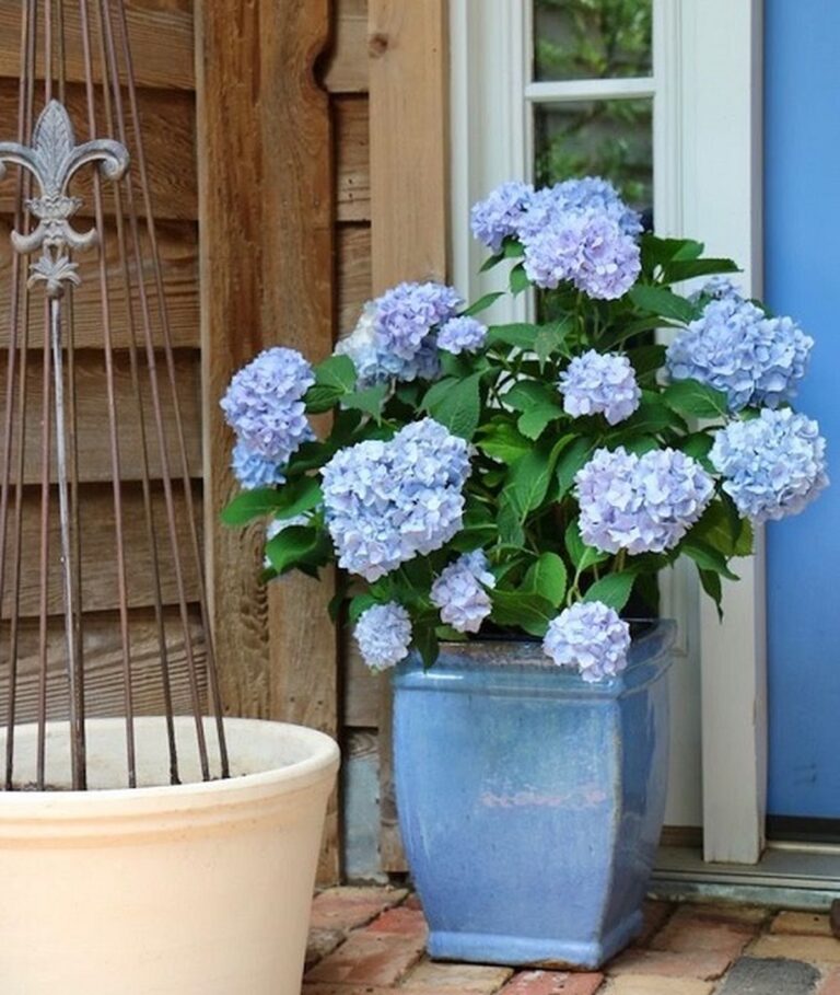 22 Beautiful French Flowers To Brighten Up Your Garden Today