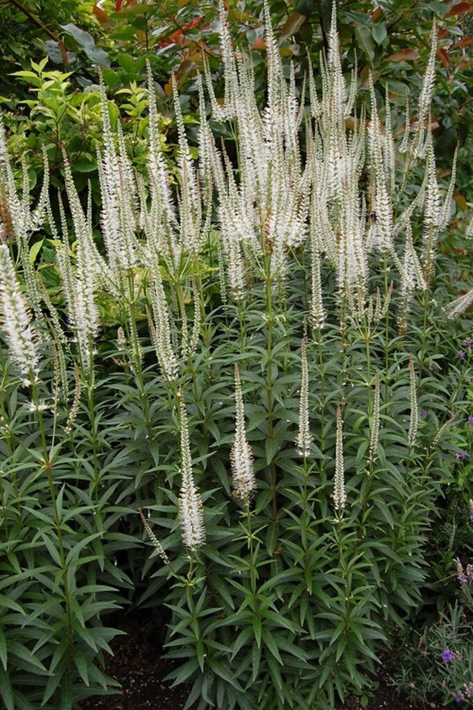 15 Gorgeous Chicago Native Plants for Your Enchanting Garden