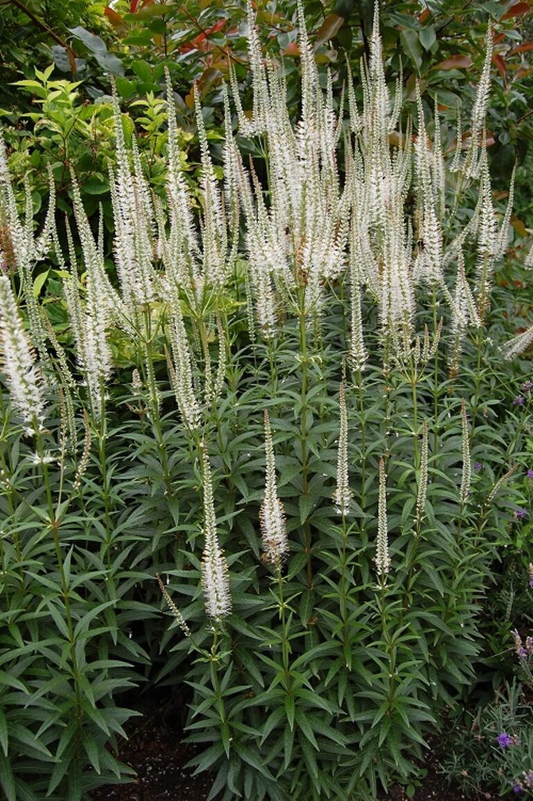 15 Gorgeous Chicago Native Plants for Your Enchanting Garden