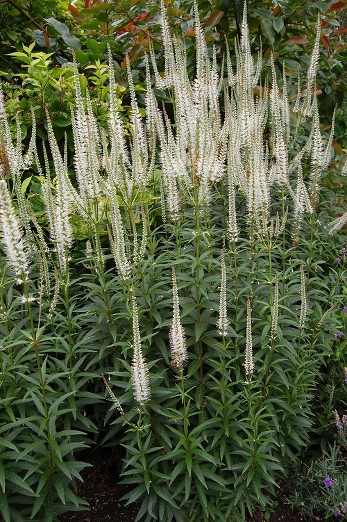 15 Gorgeous Chicago Native Plants for Your Enchanting Garden