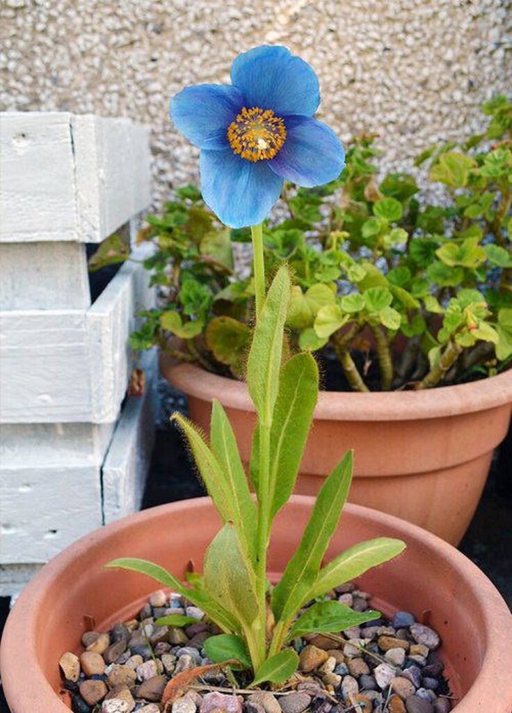 36 Stunning Blue Flowers That Thrive Beautifully in Containers