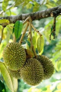 32 Exotic Asian Fruits That Will Amaze Your Taste Buds
