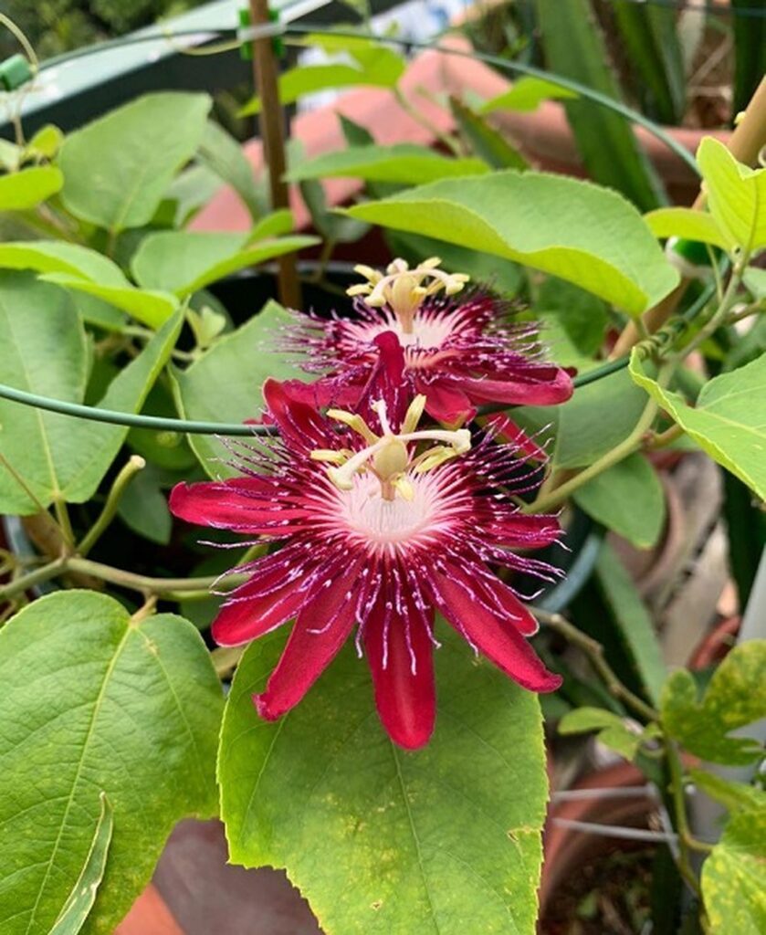 20 Enchanting Maroon Flowers That Beautify Any Garden