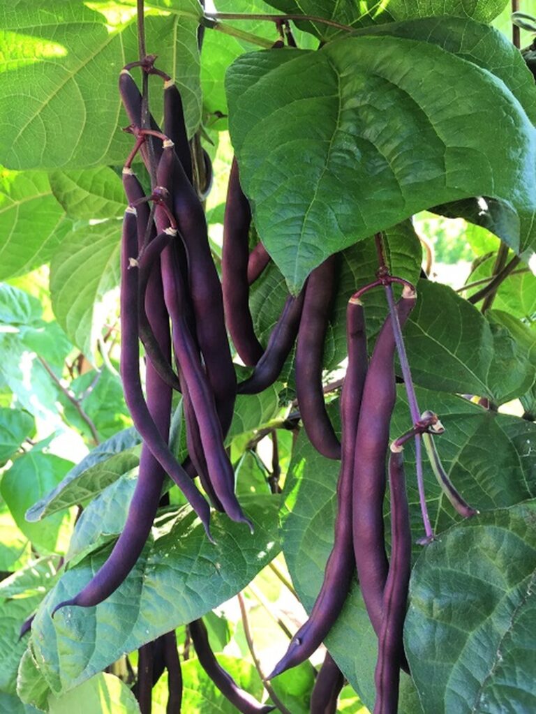 14 Delicious Purple Bean Varieties to Brighten Your Garden